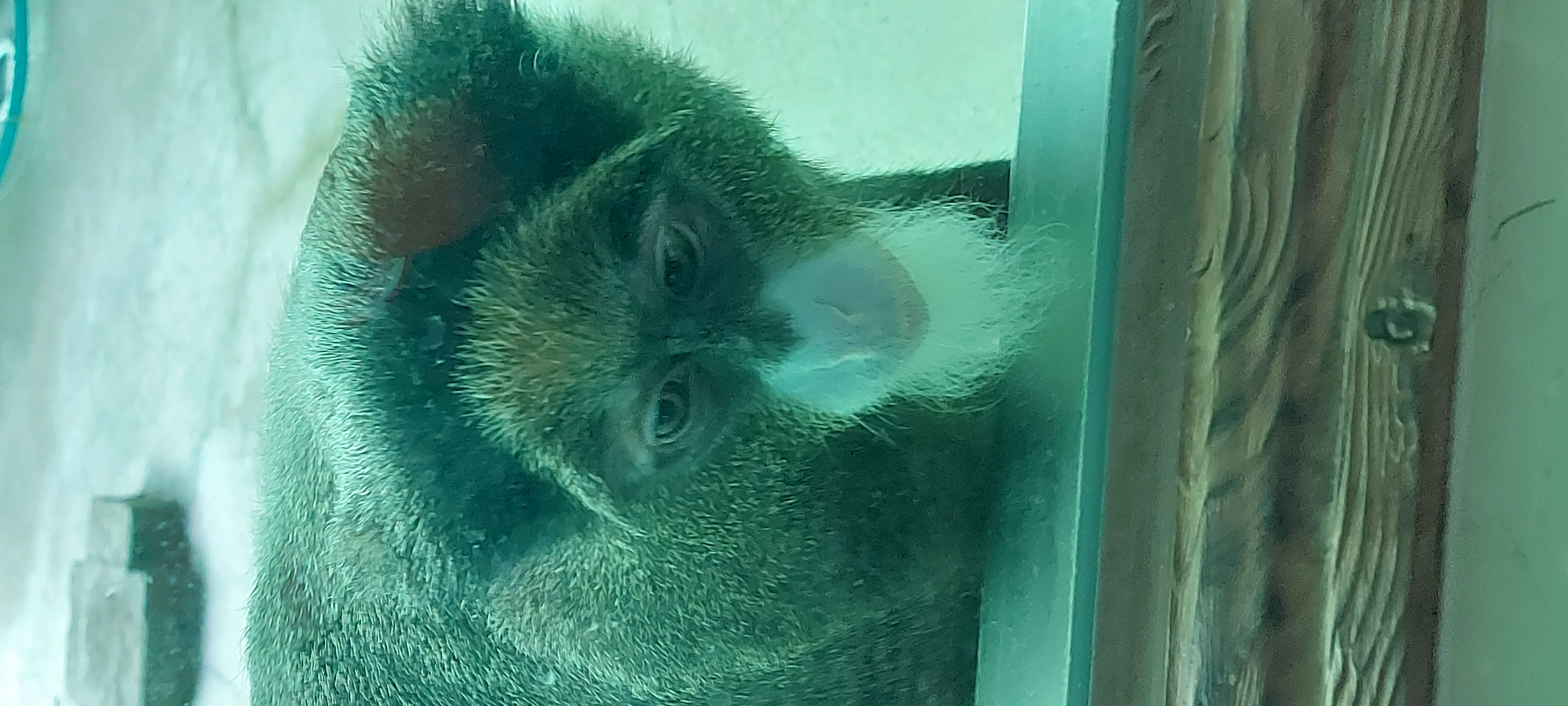 day 6 of.......not fish......but monke??? | Fandom