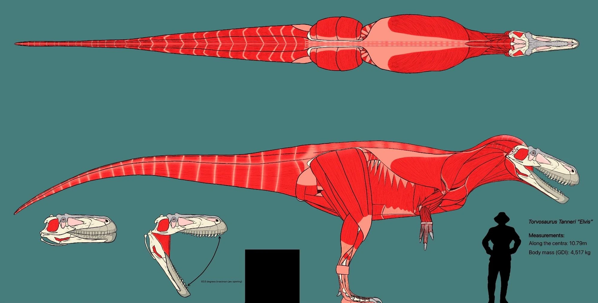 The muscle of Torvosaurus Tanneri specimen "Elvis" by ALPHAs8 on ...