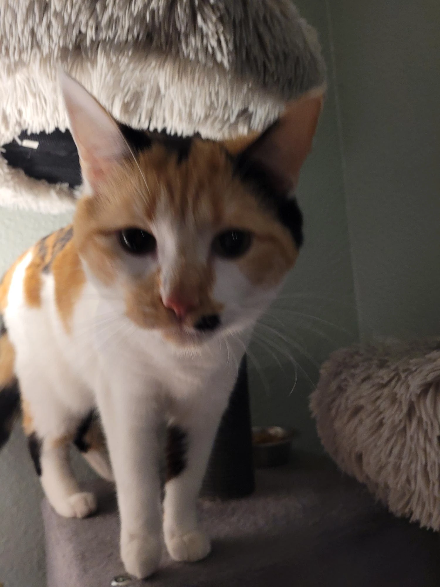 is there a calico cat theme? | Fandom