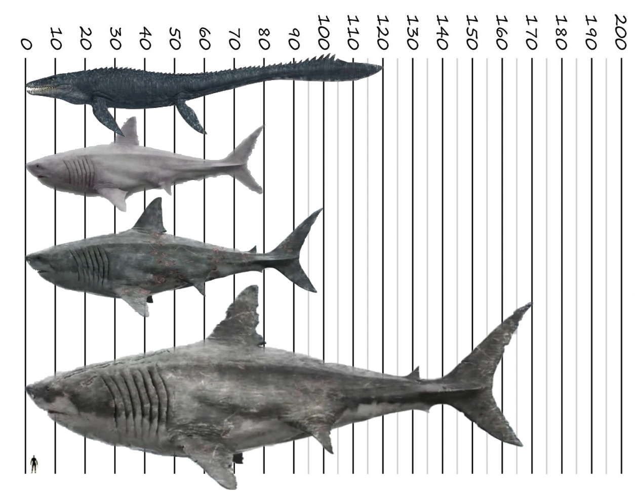 Megalodon and Mosasaurus's size comparison | Fandom