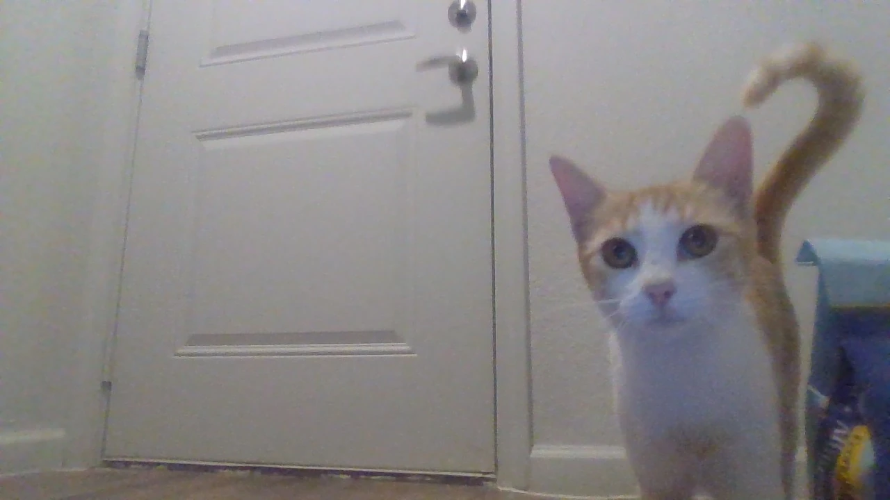 rate my cat outta 10 | Fandom