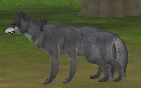 Ah, yes, the eight-legged spider wolf | Fandom