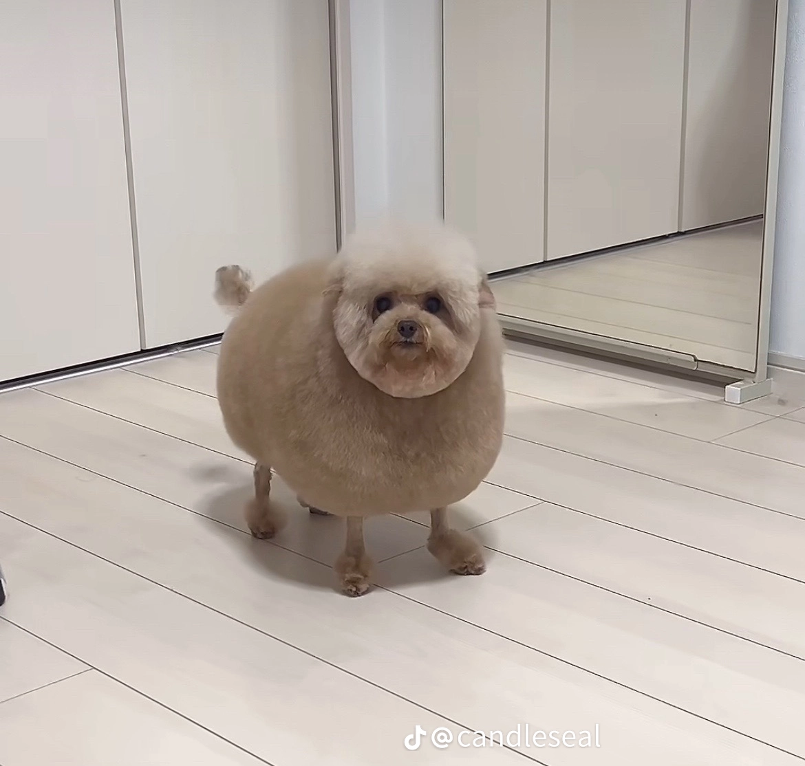 getting a lobotomy! | Fandom