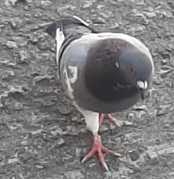 Birb | Fandom