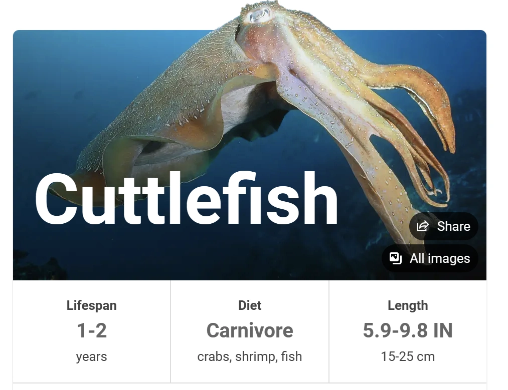 Hold on, If Craig Cuttlefish is 135 years old, why do Cuttlefishes live ...