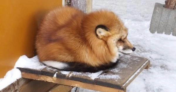 A fun fact I've said before: Foxes can become loafs | Fandom