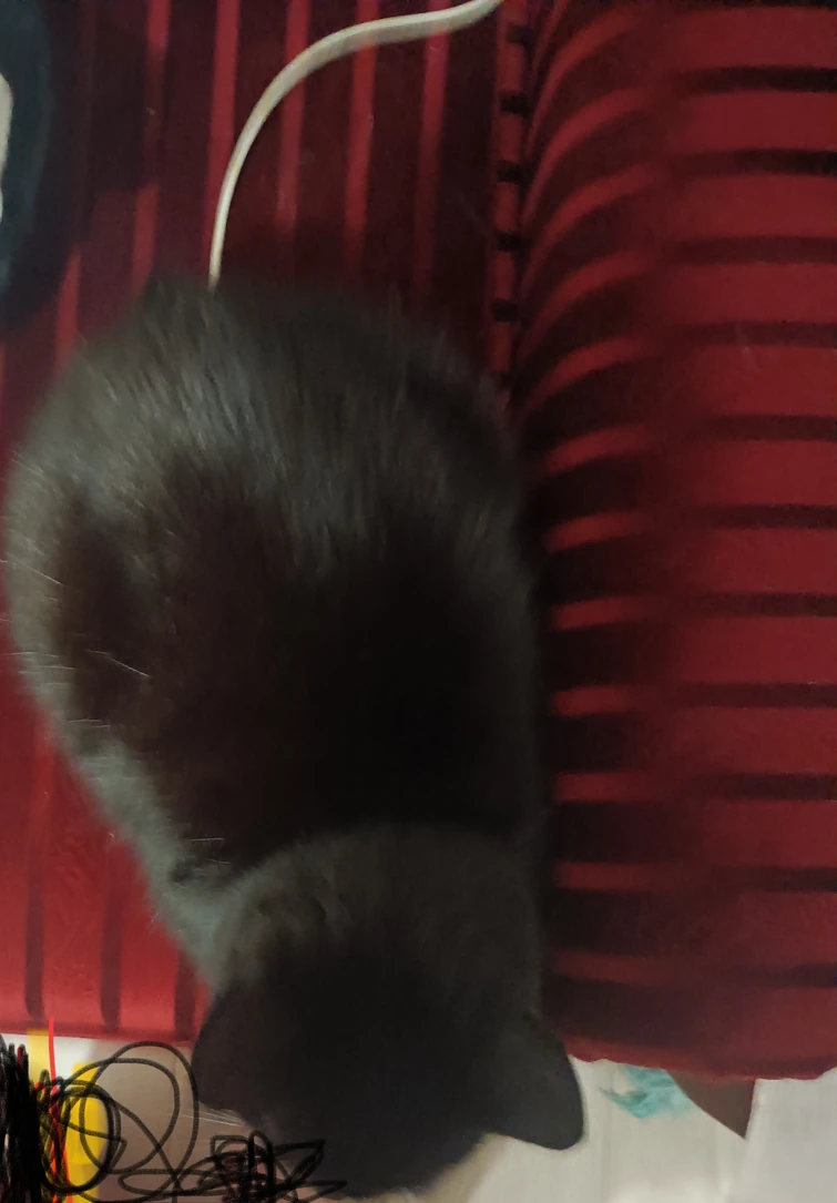 cat charger | Fandom
