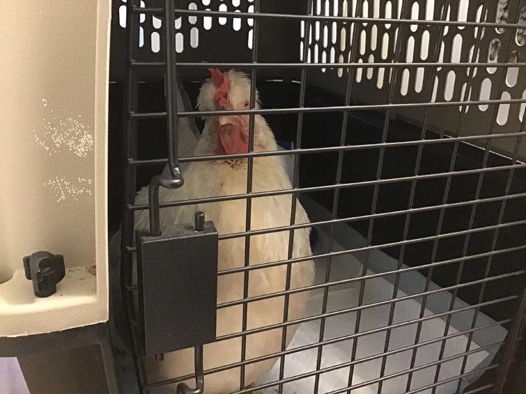 chicken in jail part 2 | Fandom