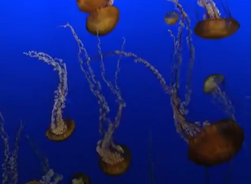 The Most Extreme Jellyfish | Fandom
