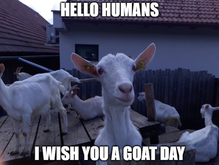 Visited goats today and they say hello to you all 🐐🙂 | Fandom