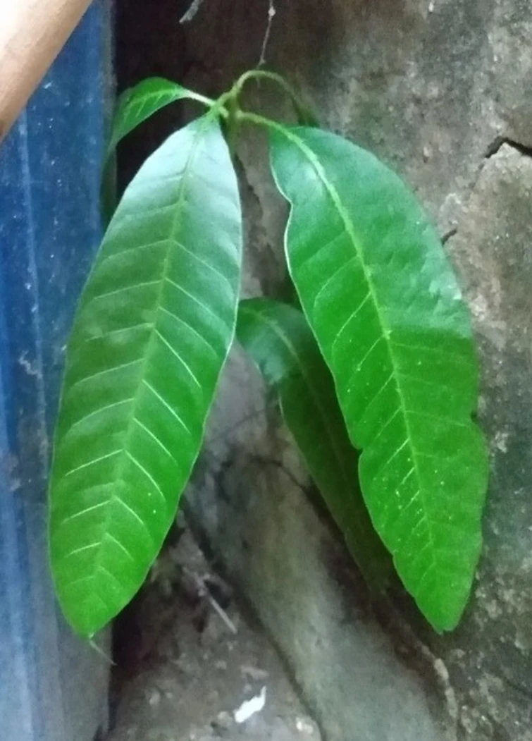 Mango tree update #5 | Fandom