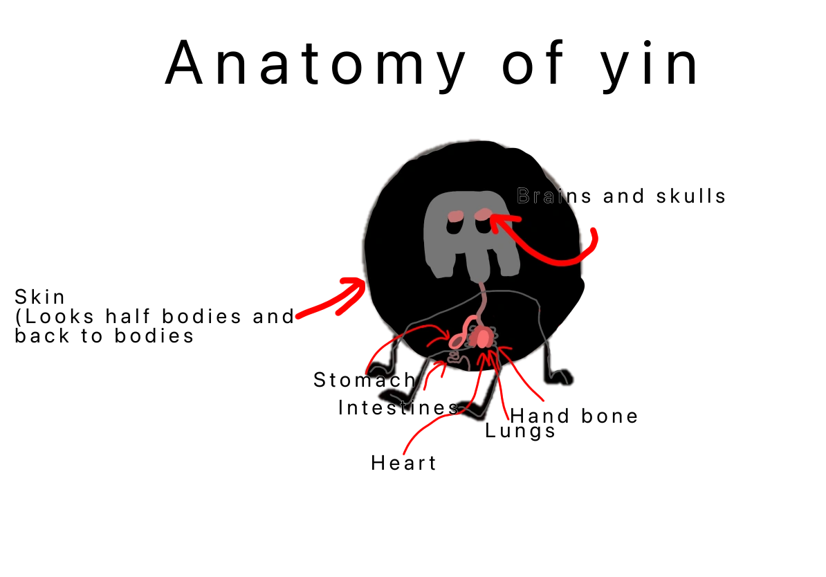 Anatomy of yin | Fandom