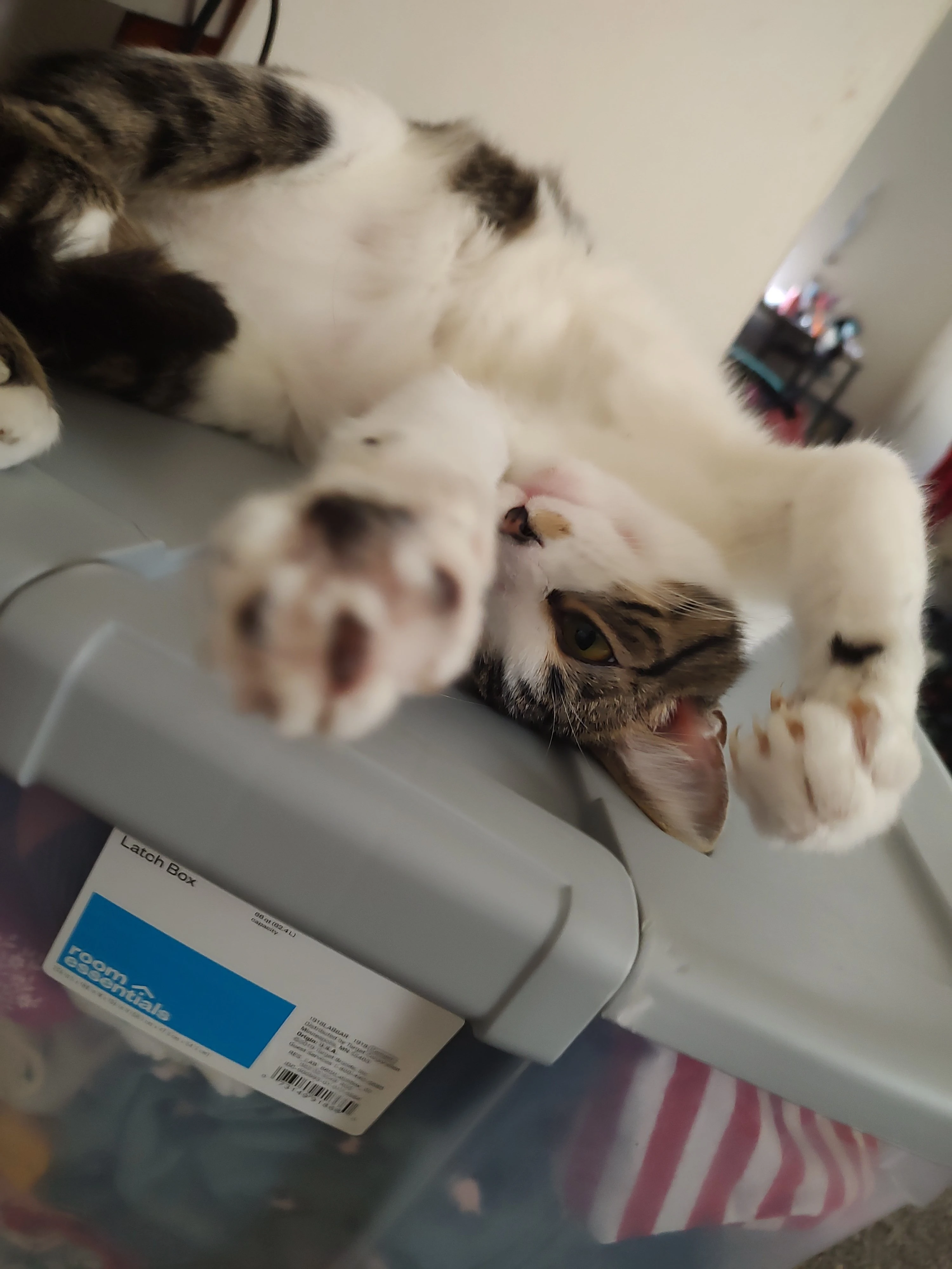 Ive had my cats for 2-3 years now and still dont know their breeds mind ...