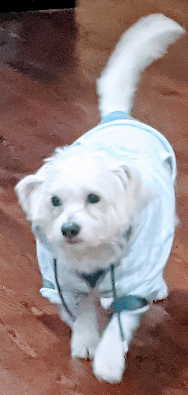 dog wears drip | Fandom