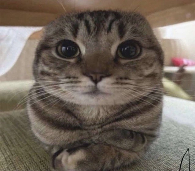 gato. | Fandom