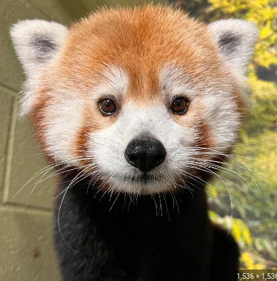 Red panda | Fandom