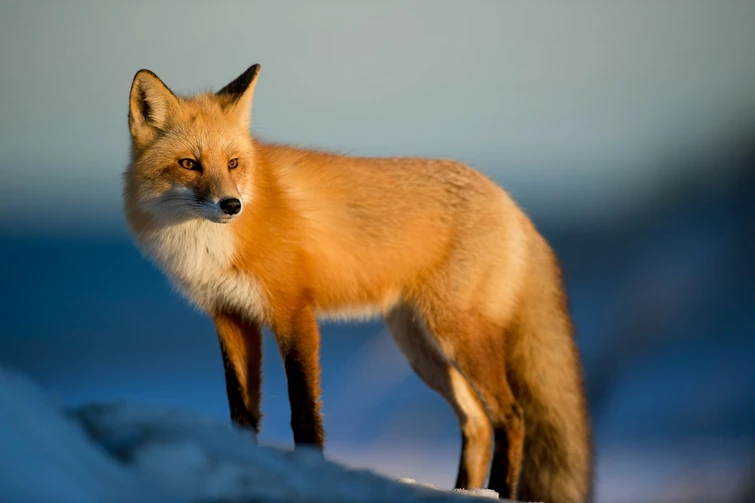 How many Sonic animals have you seen in real life? | Fandom