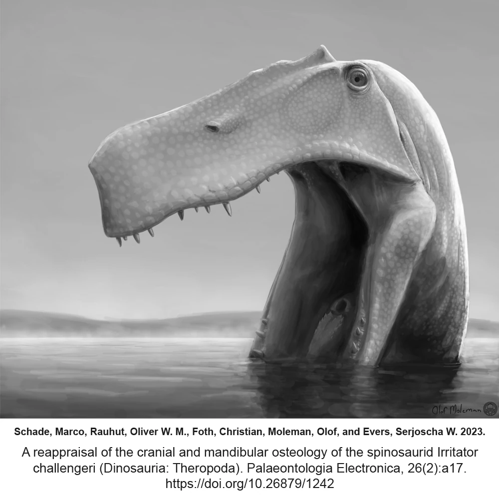 Apparently, spinosaurids (or at least Irritator) had weird-ass pelican ...