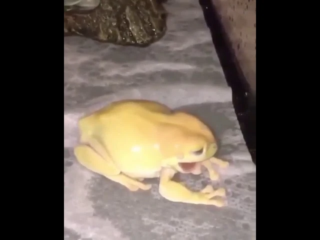 frog scream | Fandom