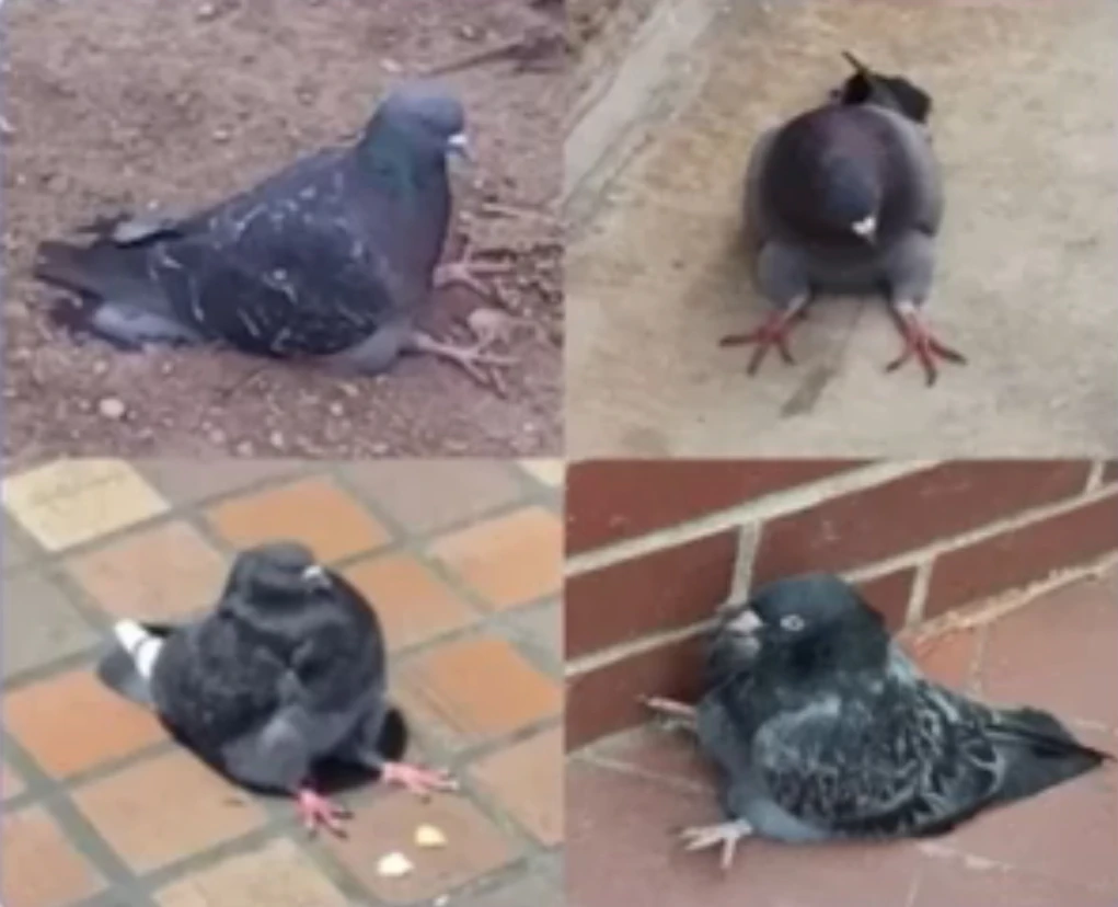 We need these creatures | Fandom