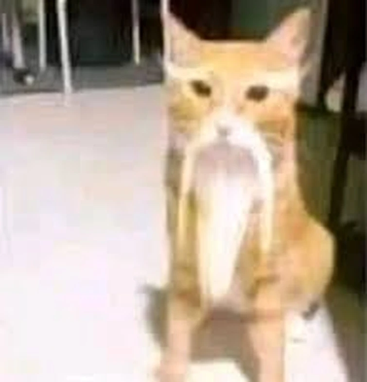 hi chat send cursed things here | Fandom