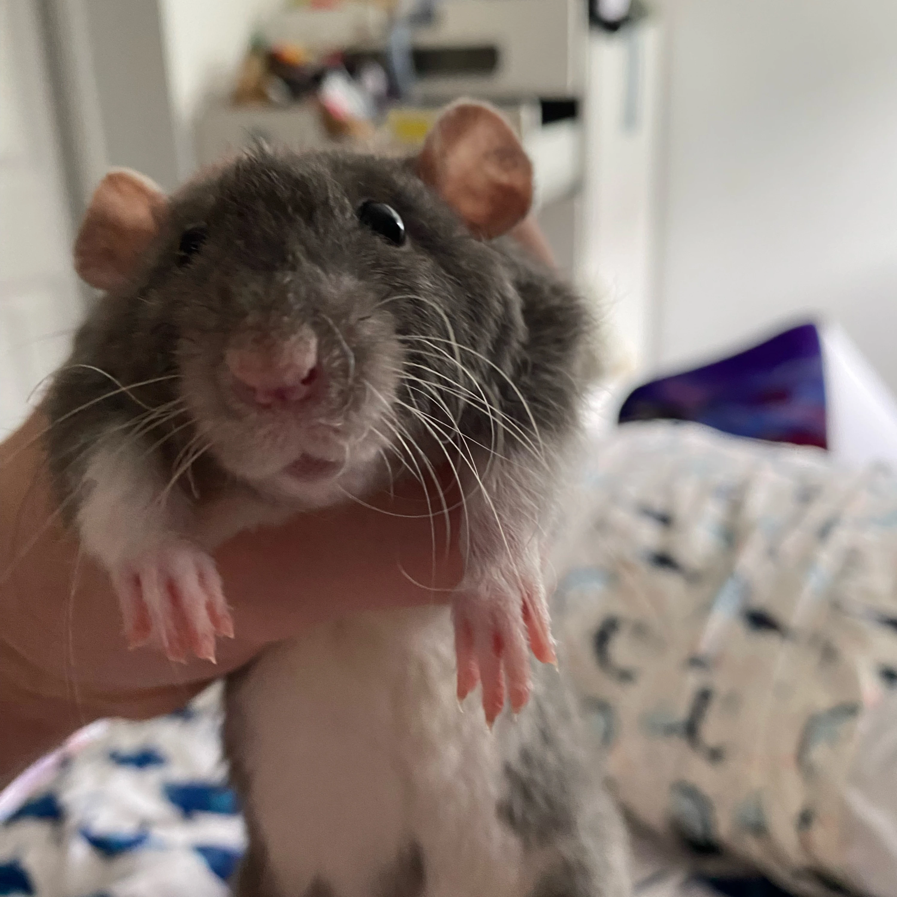 say hello to the babi | Fandom