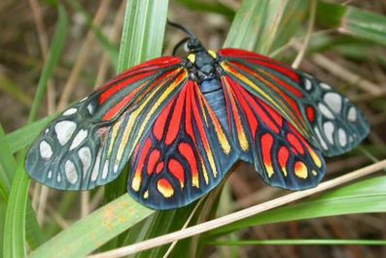 moths for silkwing/silkwing hybrid oc inspiration! (not my pictures ...