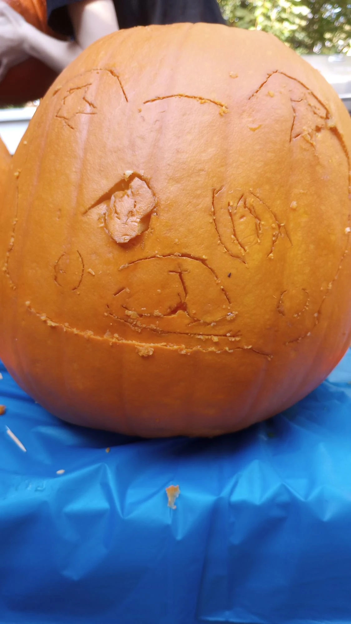 Mofurun Pumpkin | Fandom