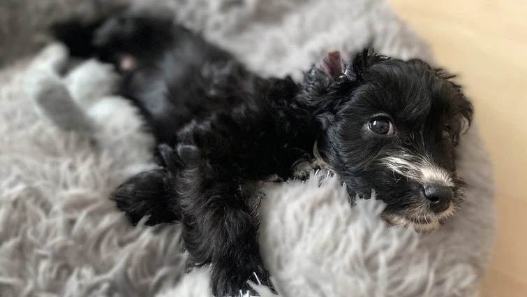 Say hello to this new dog after Wooladog! | Fandom