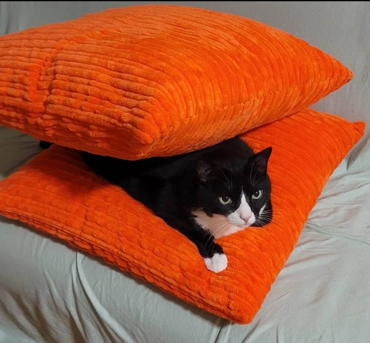 MY CAT | Fandom