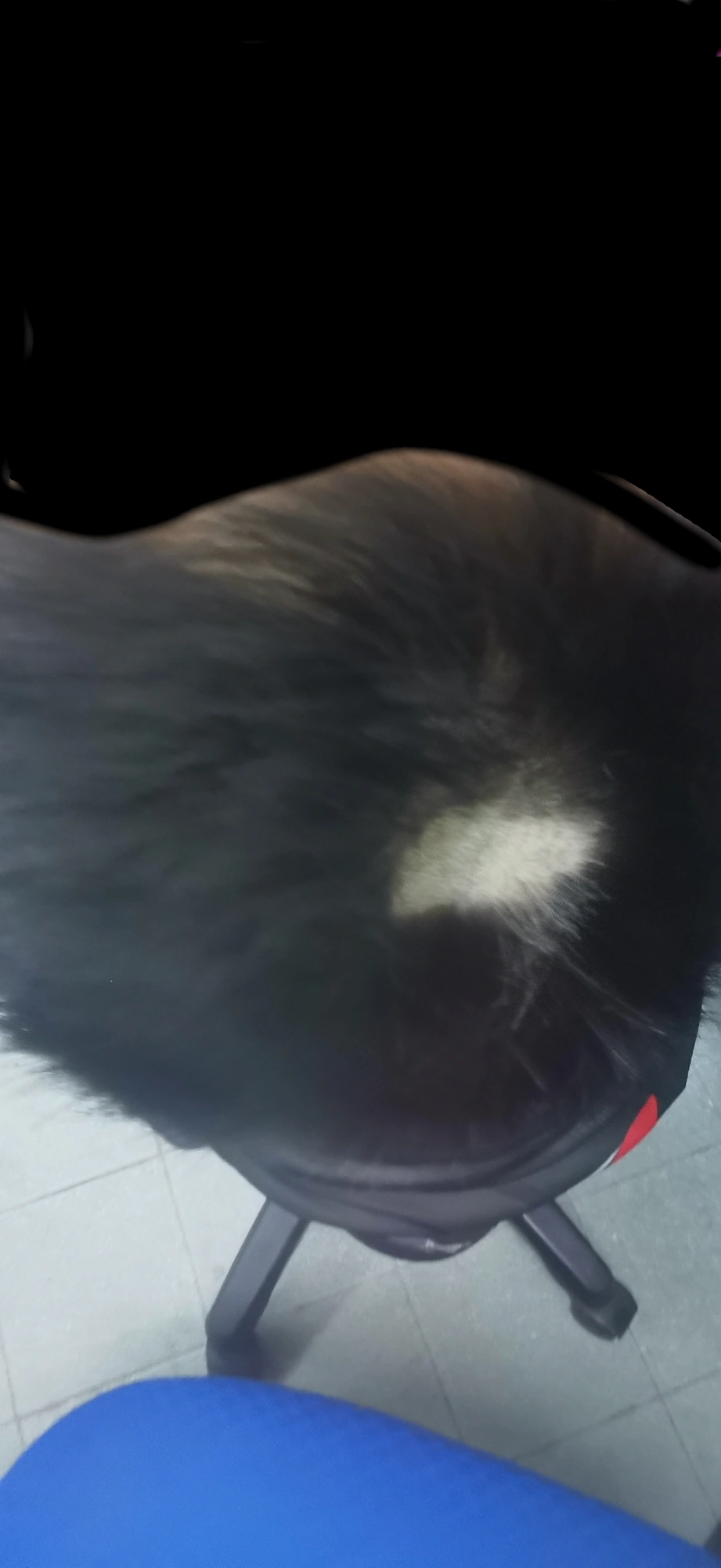 I HAVE A BALD SPOT LMAO | Fandom