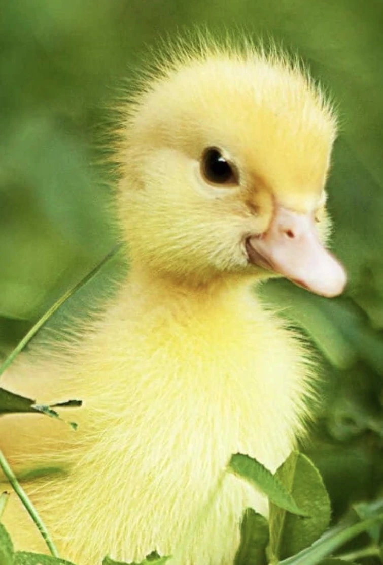 Joining the trend bc I’m sooo cool (😎👍) | Fandom