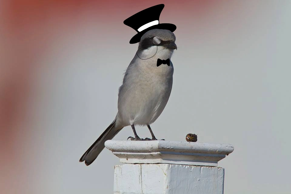 my friend made me draw a top hat one one of my fav birds | Fandom