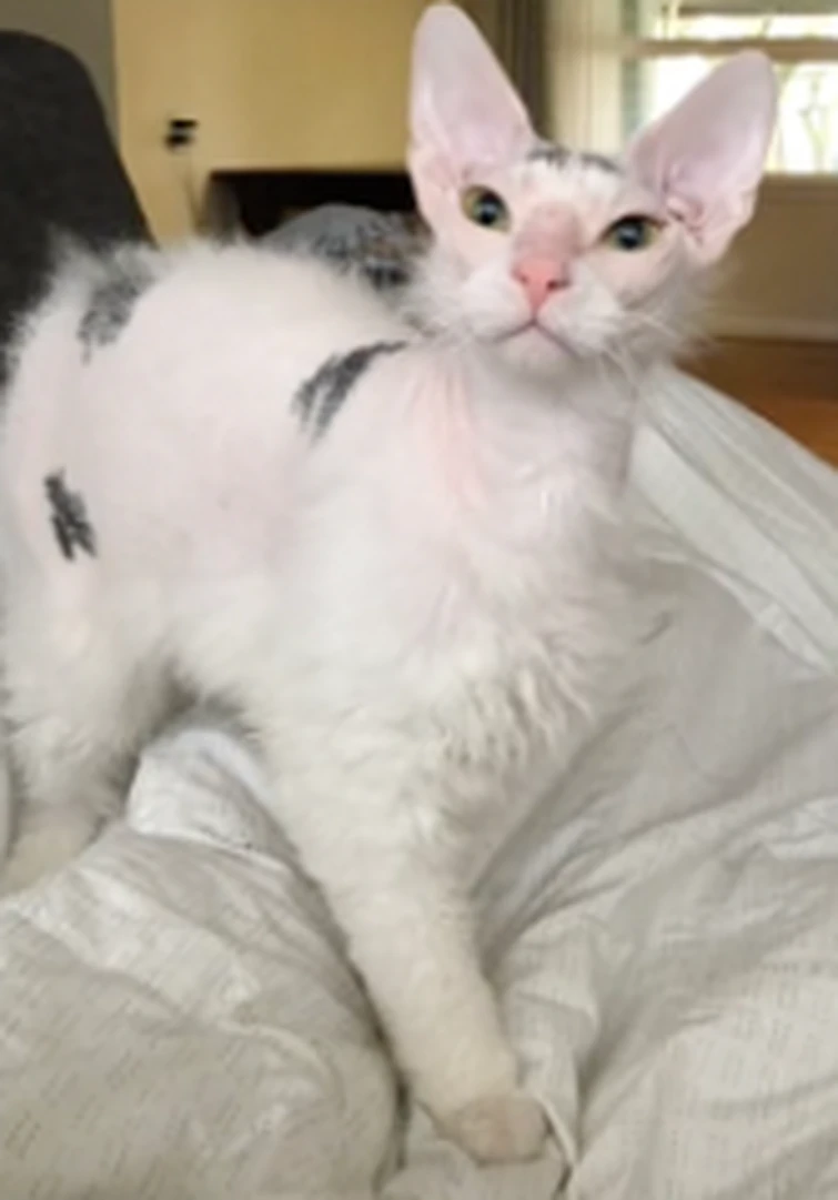 If TADC characters were cat breeds (potential part one) | Fandom