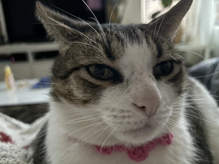 “Sploink” achievement | Fandom