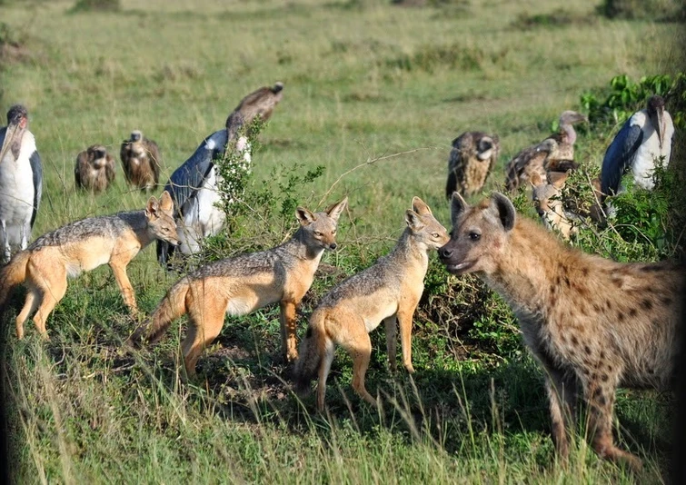 What Do You Happened to Reirei and her jackal family after "Battle for ...