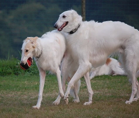 Dog breeds that should be made into cos creatures | Fandom