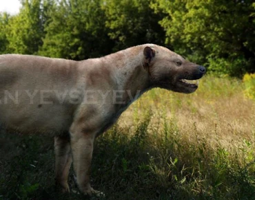 Discuss Everything About Dinopedia | Fandom