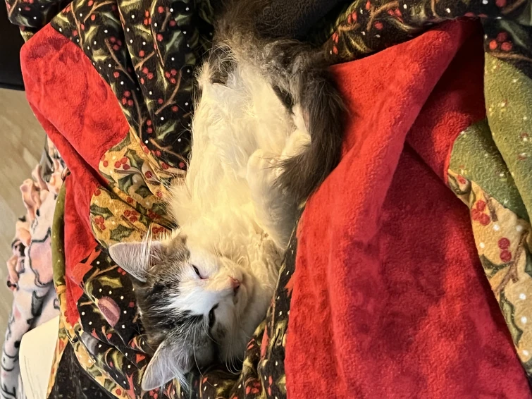 Cat nap | Fandom