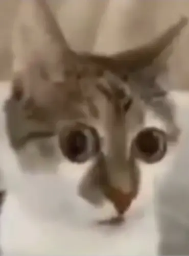 Discuss Everything About REx: Reincarnated Wiki | Fandom