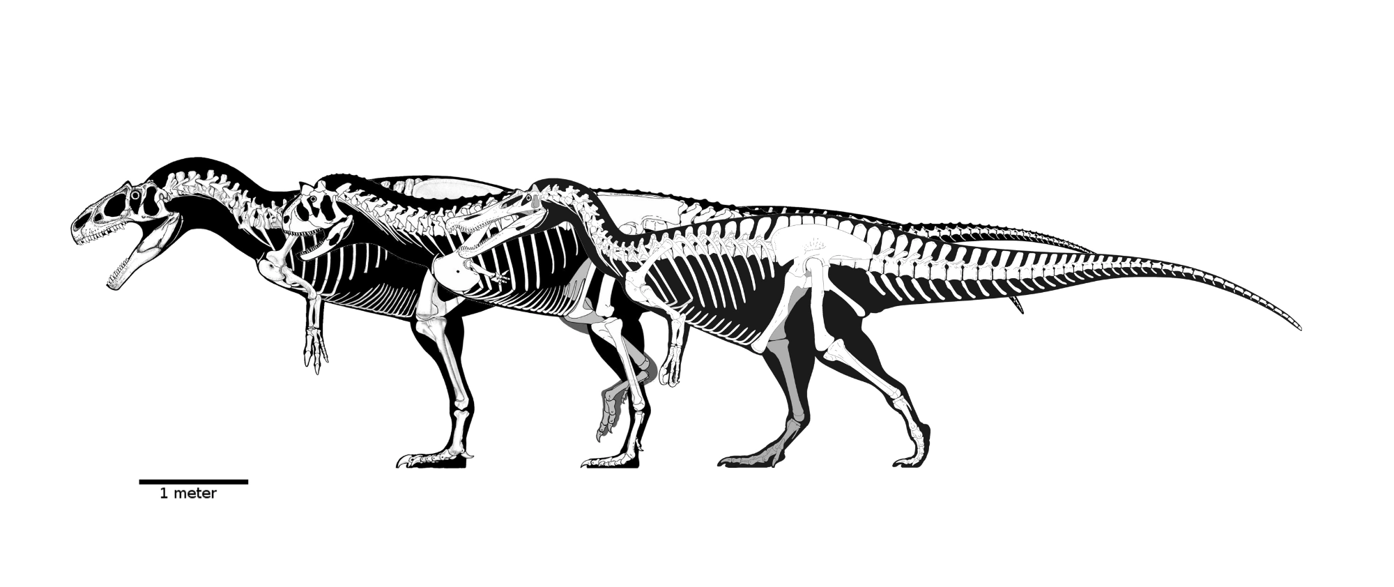 The lads, Allosaurus, Carnotaurus and Baryonyx. | Fandom