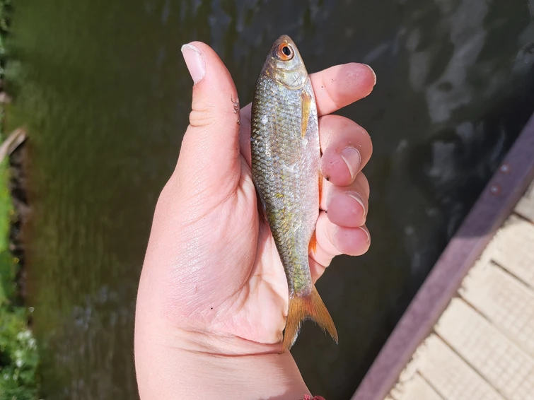 Fishing results (irl fish) | Fandom