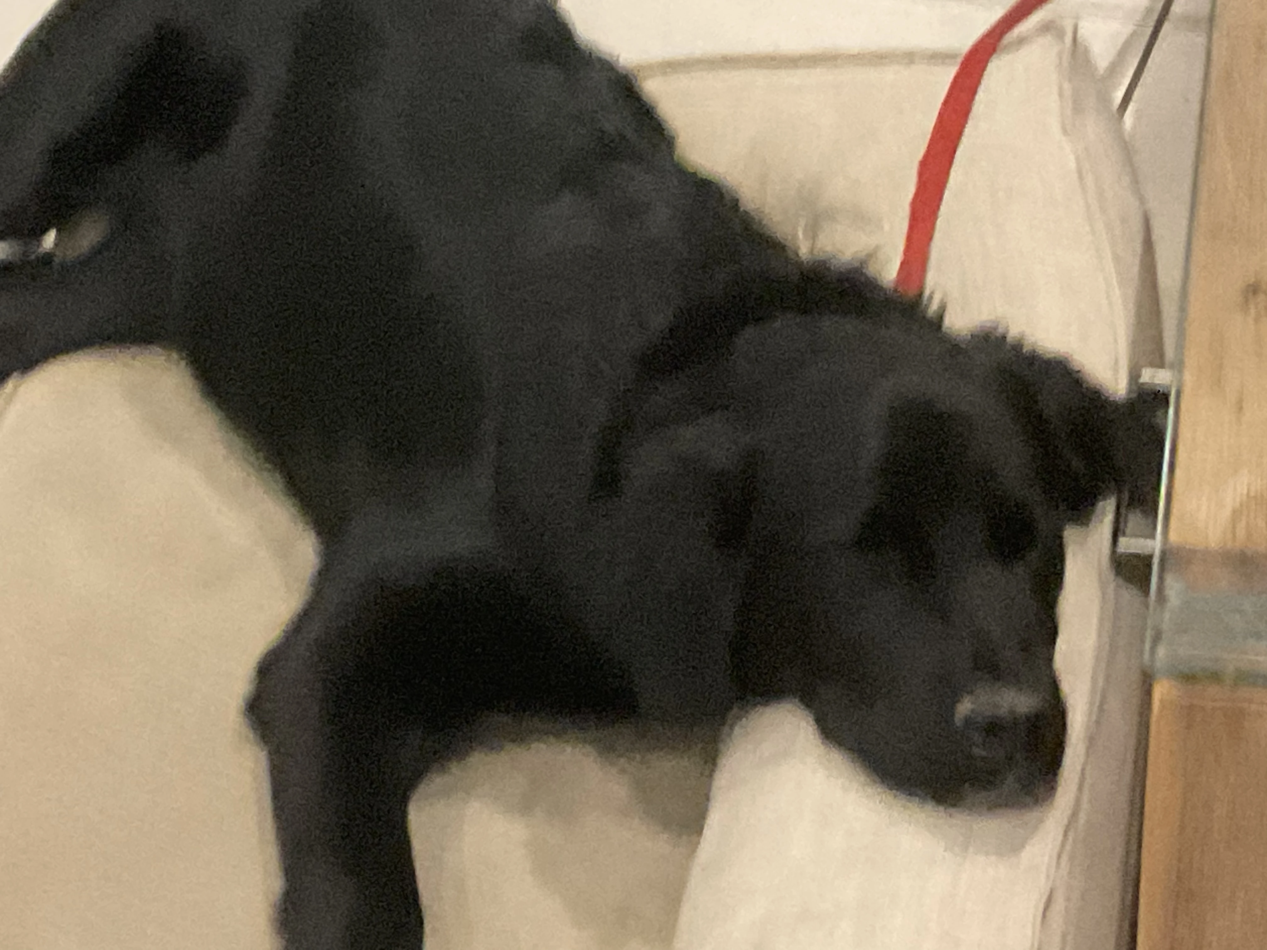 Am I allowed to use the frequent user to my description? Anyway, how ...