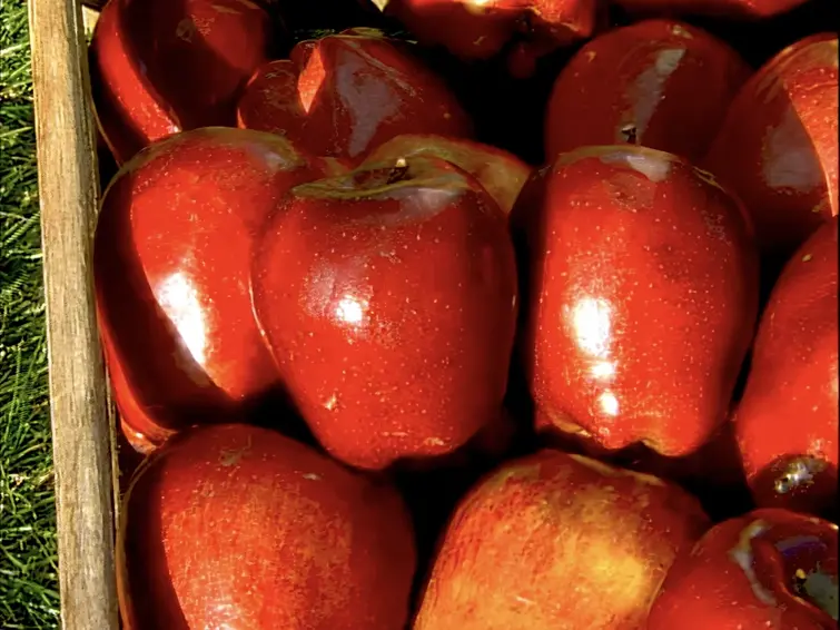 Discuss Everything About The True Baby Einstein Wiki | Fandom