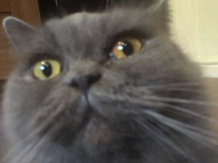 Birb’s WoF designs: Peril | Fandom