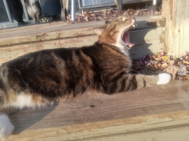 Discuss Everything About Creatures of Sonaria Wiki | Fandom