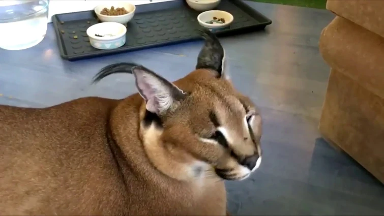 Guys the FLOPPA meow is too cute | Fandom