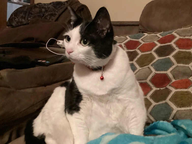 They turned pomni into a killer | Fandom