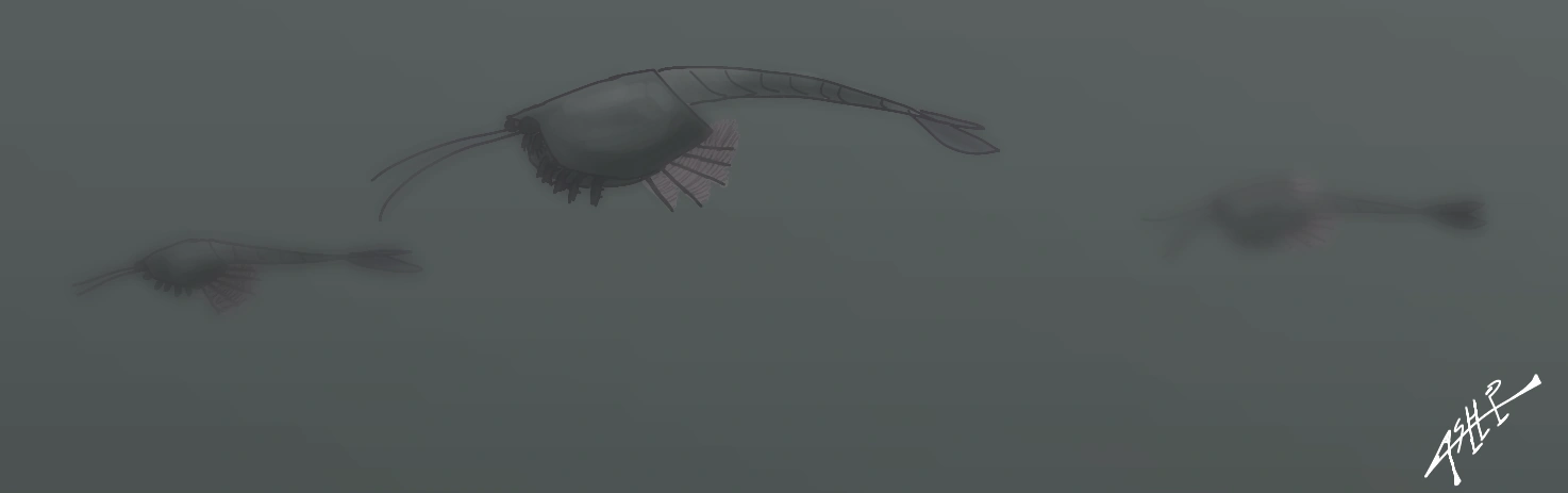 Waptia fieldensis drawing | Fandom