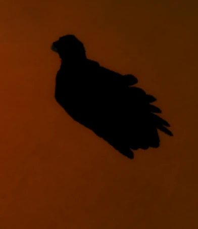 I believe I’ve found some new ghosts | Fandom